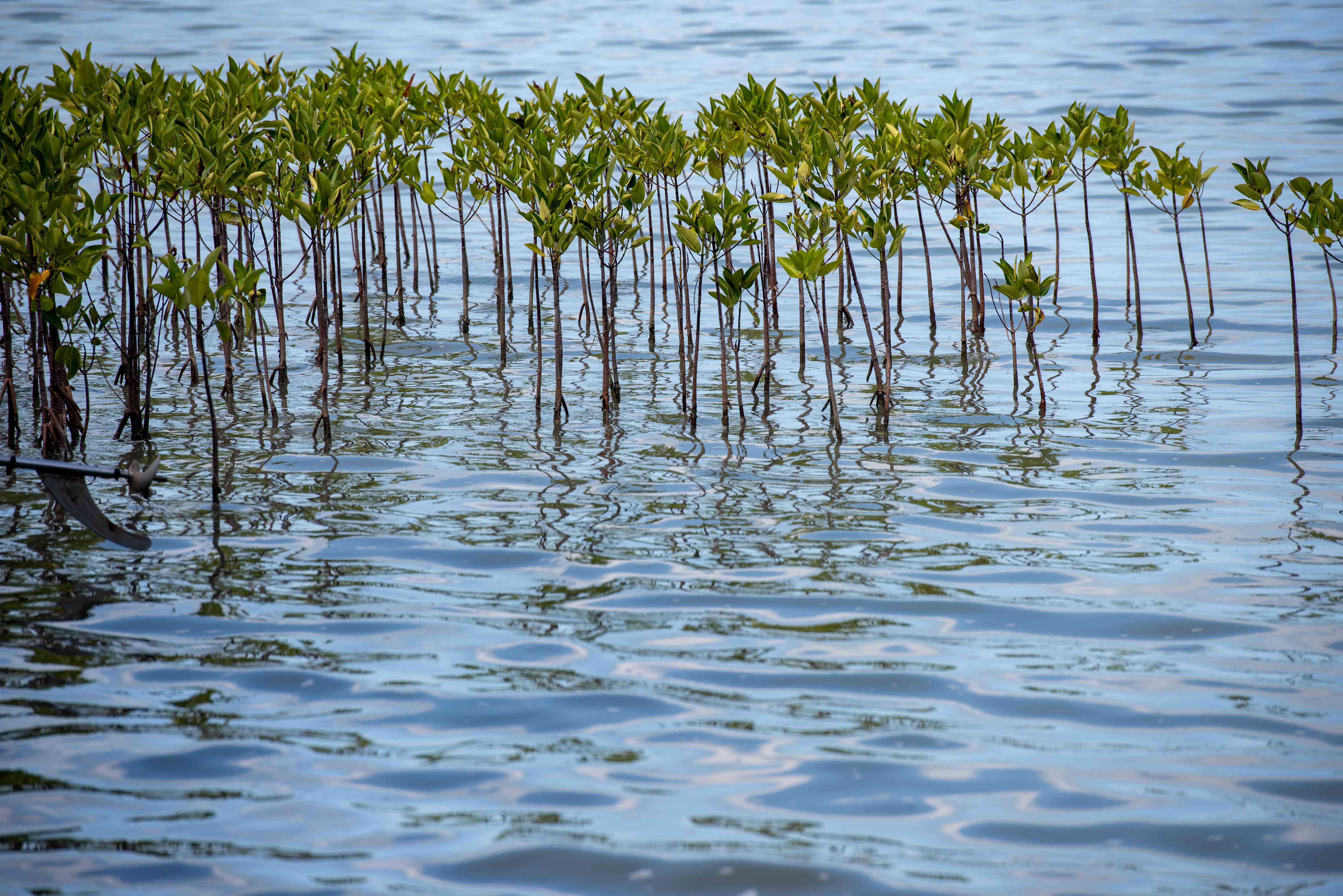 PTTEP Ocean Data Platform